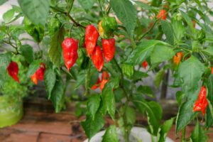 Ghost Pepper Plant Scoville, Colors And [Updated] Grow Guide