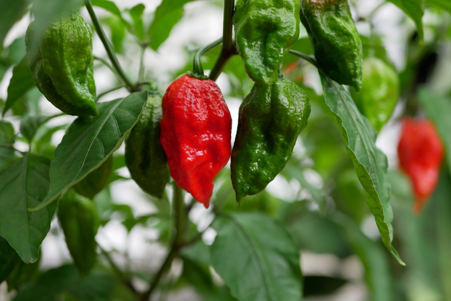 Ghost Pepper Plant Scoville, Colors And [Updated] Grow Guide
