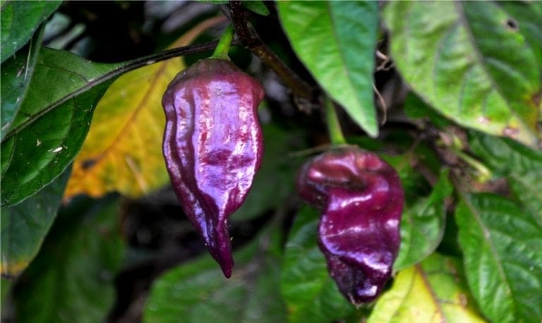 Ghost Pepper Plant Scoville, Colors And [Updated] Grow Guide