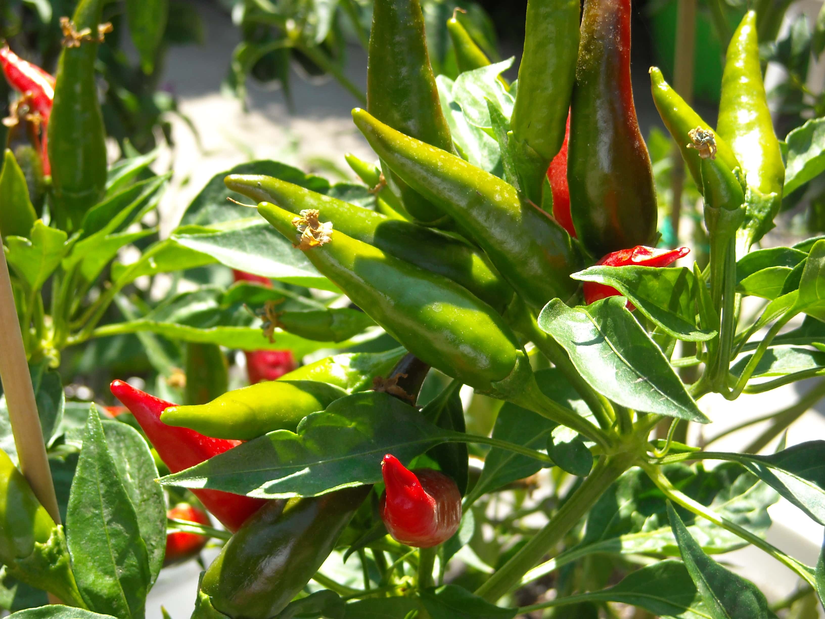 About Grow Hot Peppers