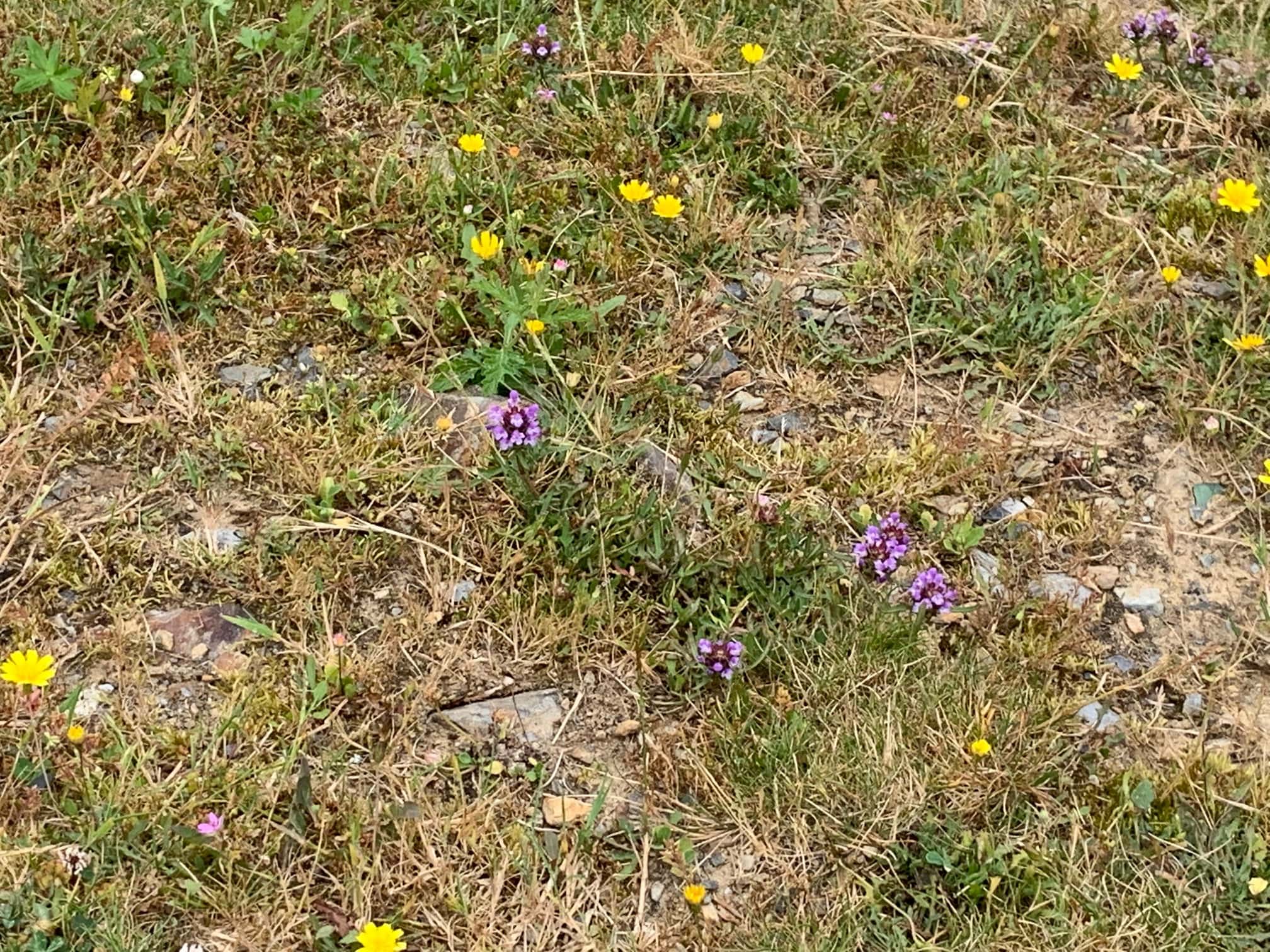 Visiting The Basque Country (Euskal Herria) - Grow Hot Peppers