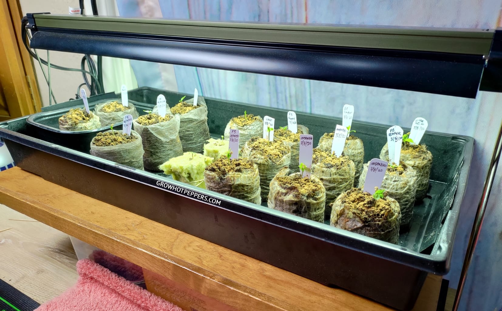 Indoor Grow Lights For Starting Seeds 101 | Grow Hot Peppers
