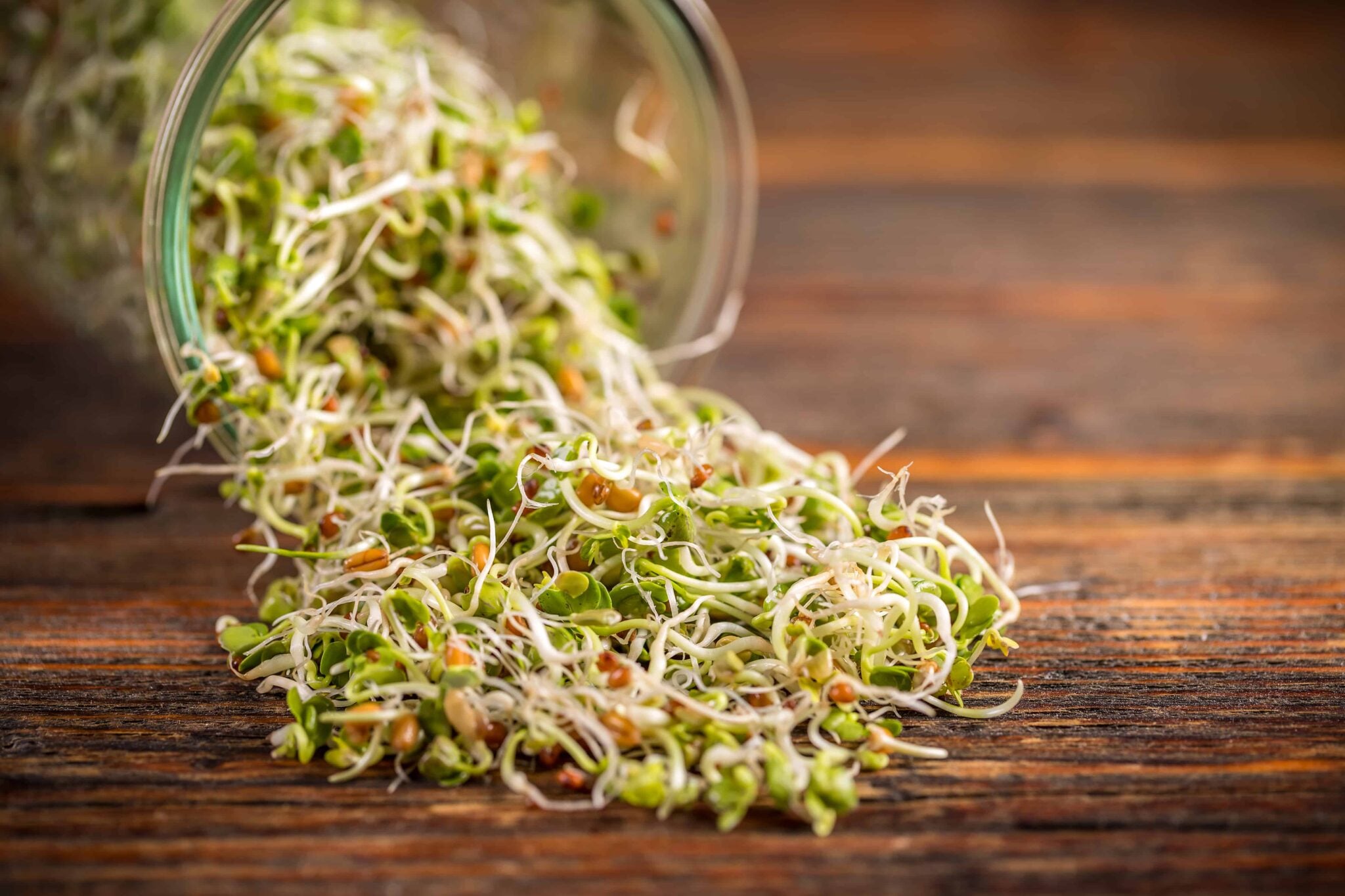 How To Grow Radish Sprouts In A Jar (In 5 Days!) - Grow Hot Peppers