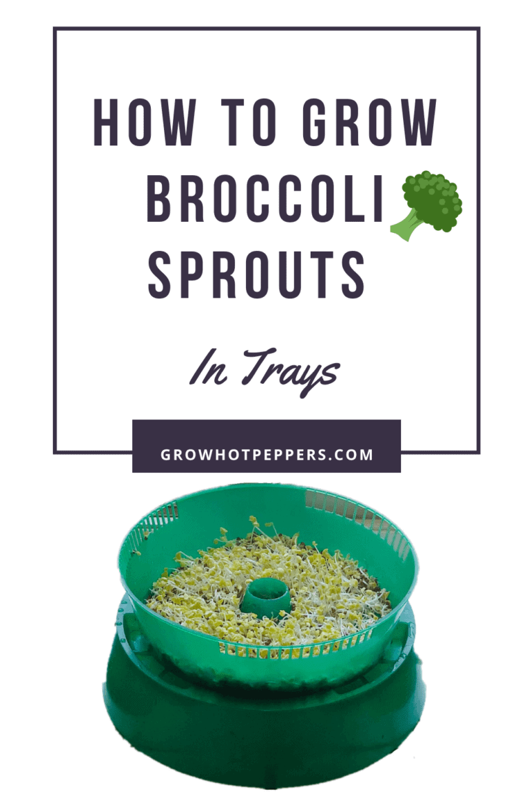 How To Grow Broccoli Sprouts In Trays - Grow Hot Peppers