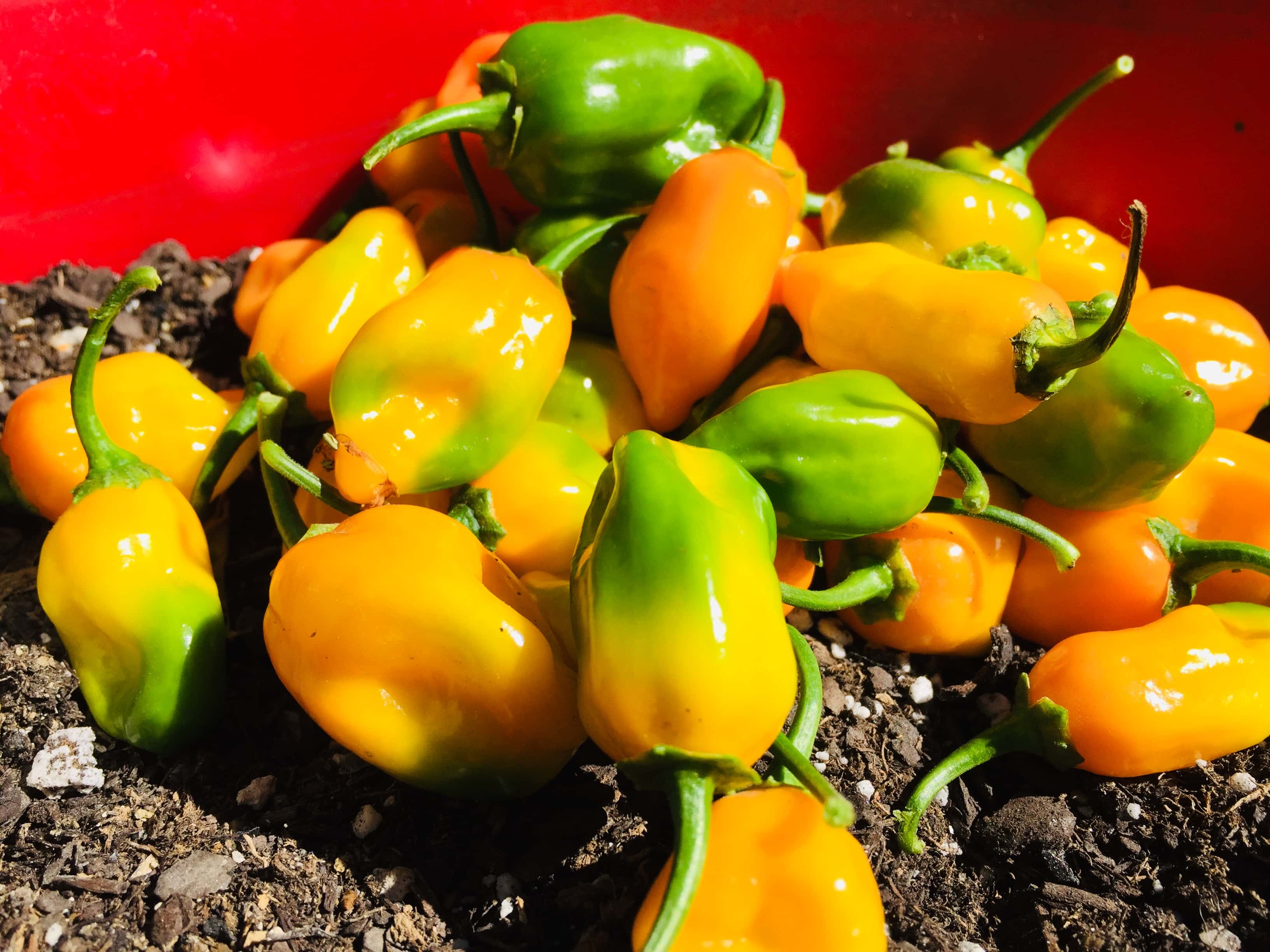 How To Grow Habanero Pepper Plants In Pots | Grow Hot Peppers