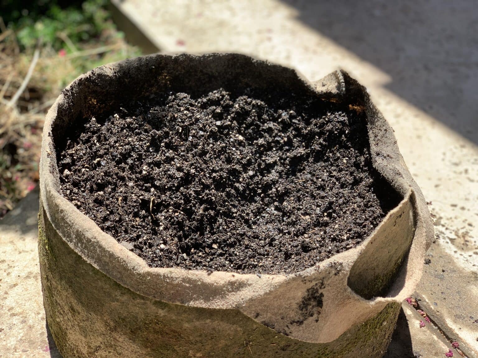 Ghost Pepper Plant Scoville, Colors And [Updated] Grow Guide