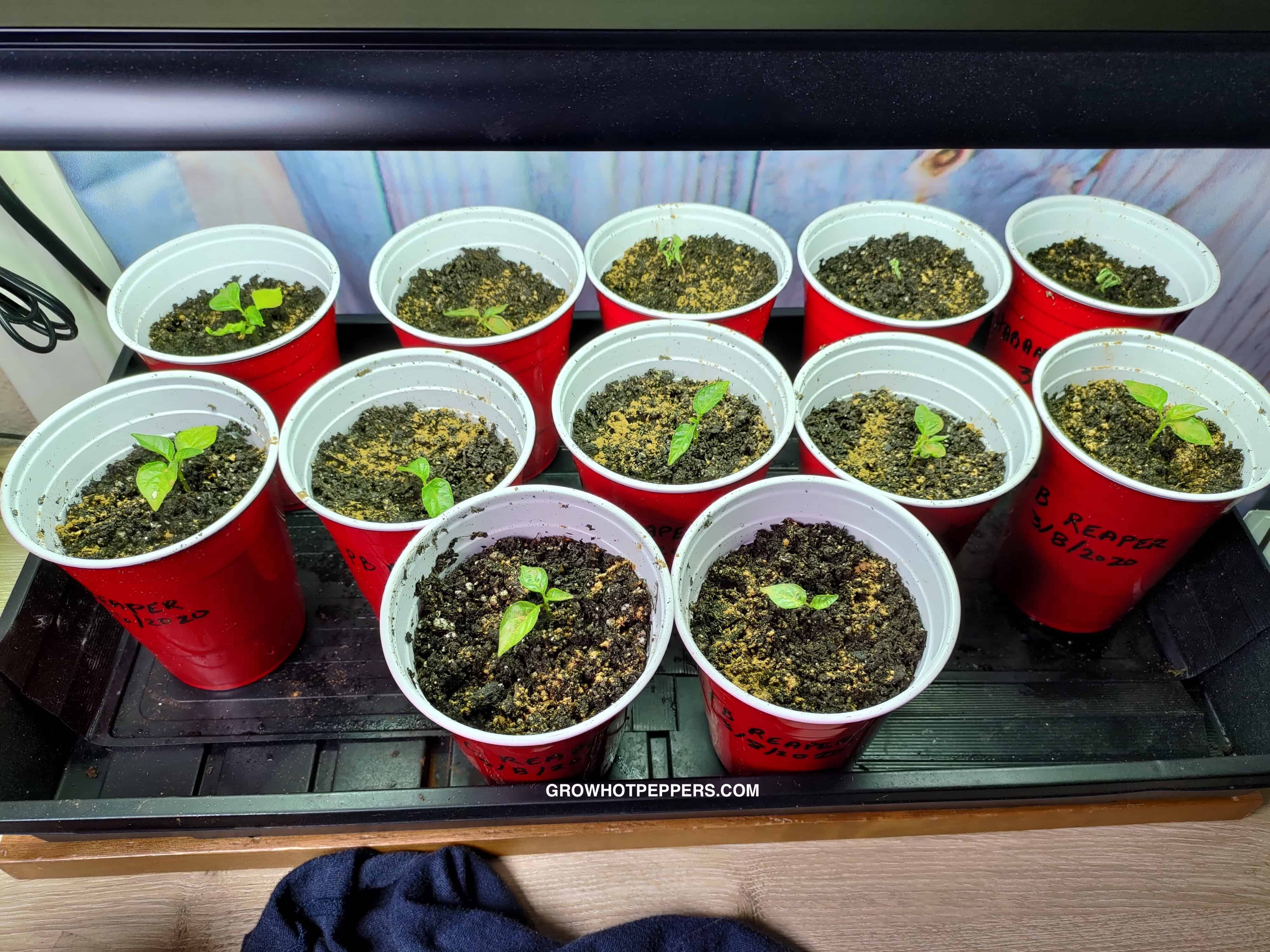 Carolina Reaper: Scoville, Where To Buy & Grow Guide