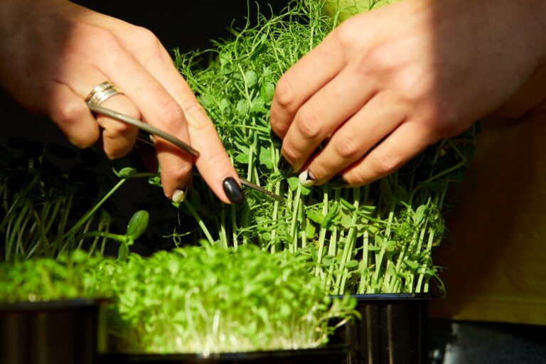 How To Grow Microgreens At Home For Black Thumbs - Grow Hot Peppers