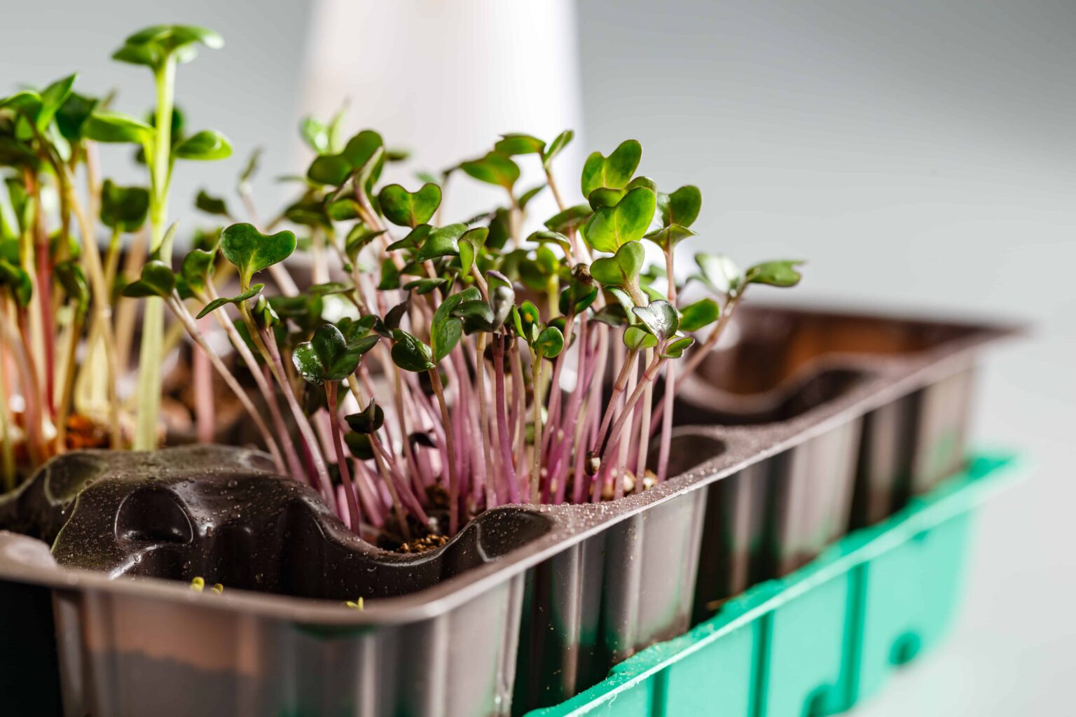 What Exactly Are Microgreens? (& Why Grow Them) - Grow Hot Peppers