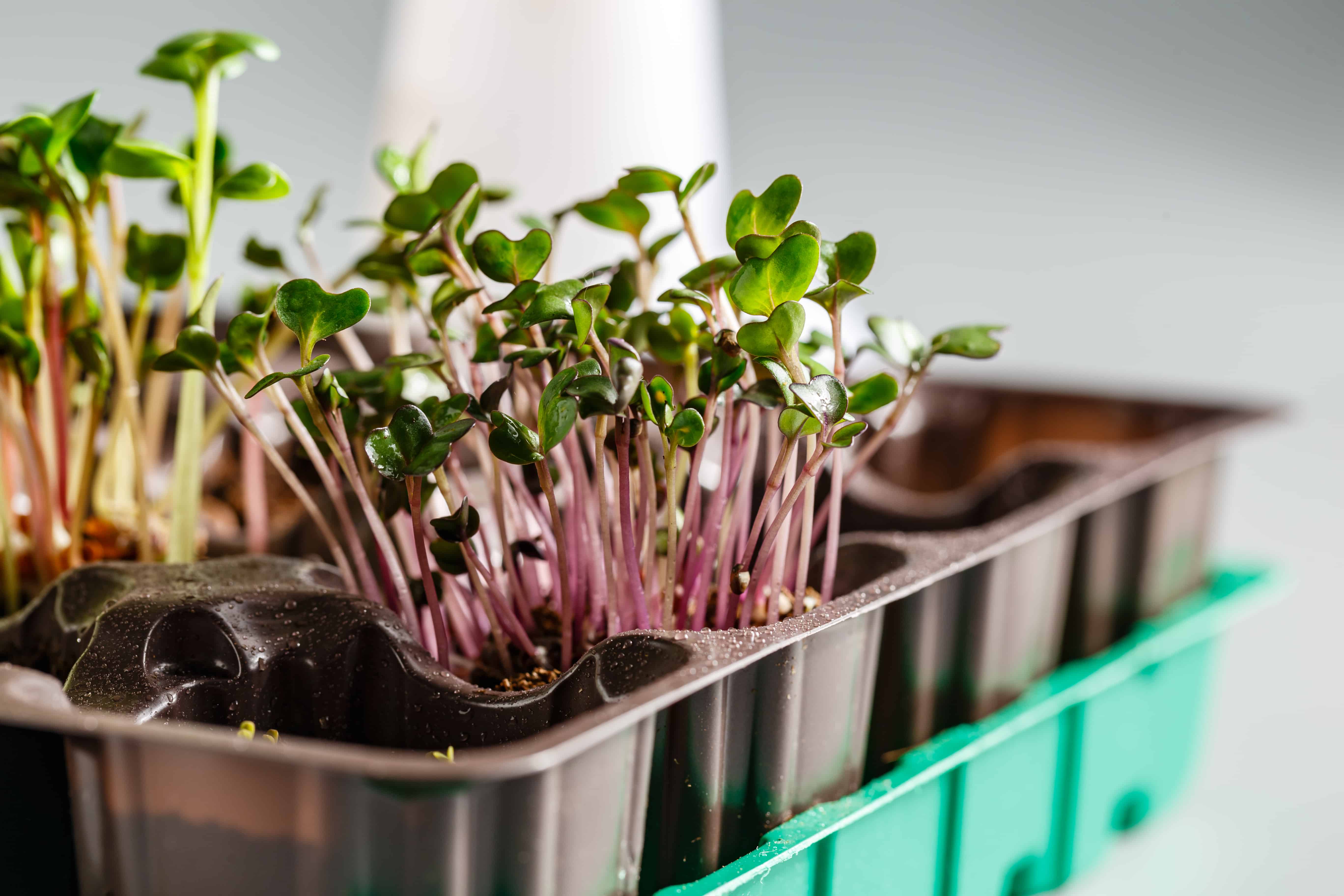 What Exactly Are Microgreens? (& Why Grow Them) - Grow Hot Peppers