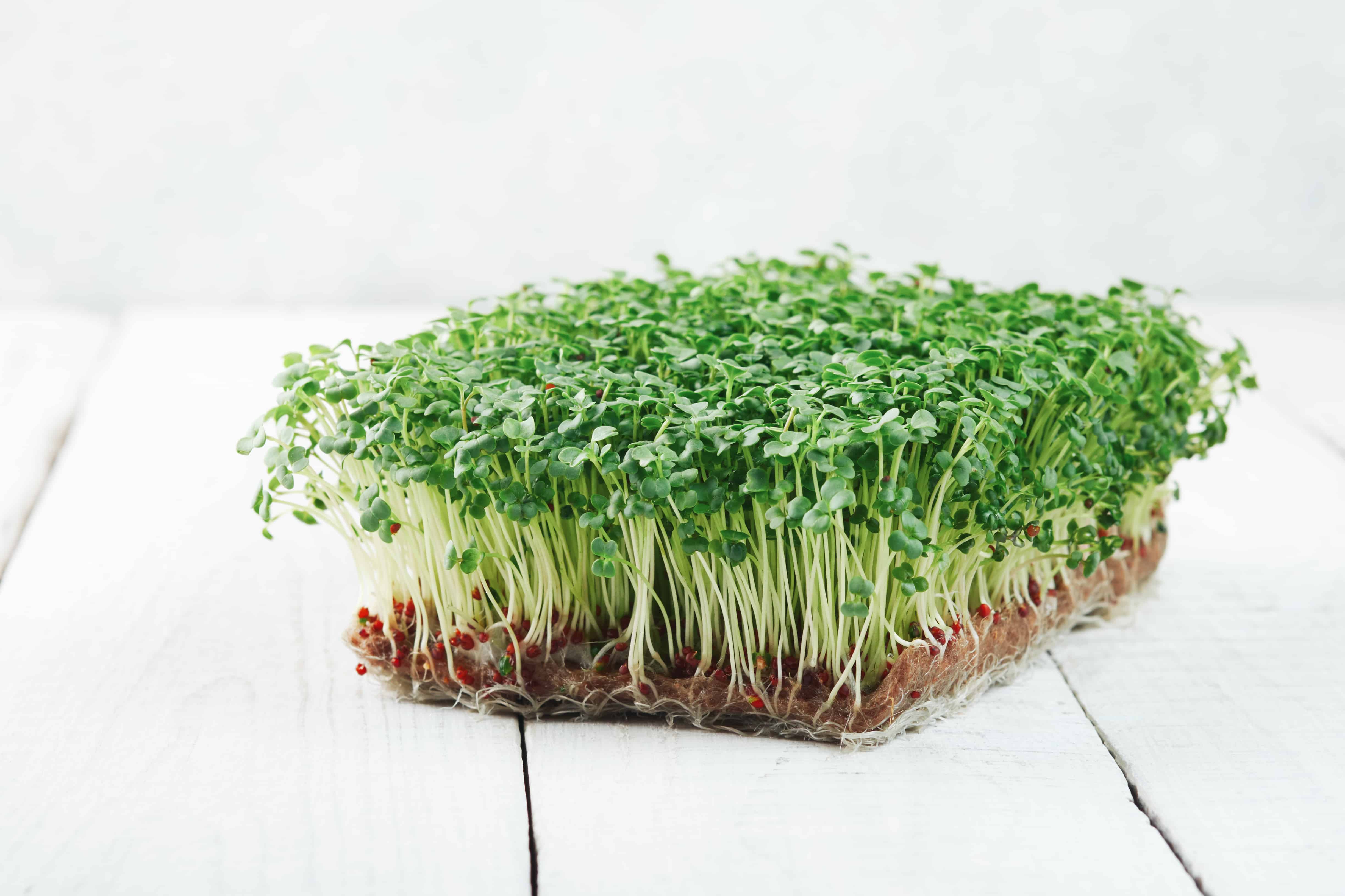 What Exactly Are Microgreens? (& Why Grow Them) - Grow Hot Peppers
