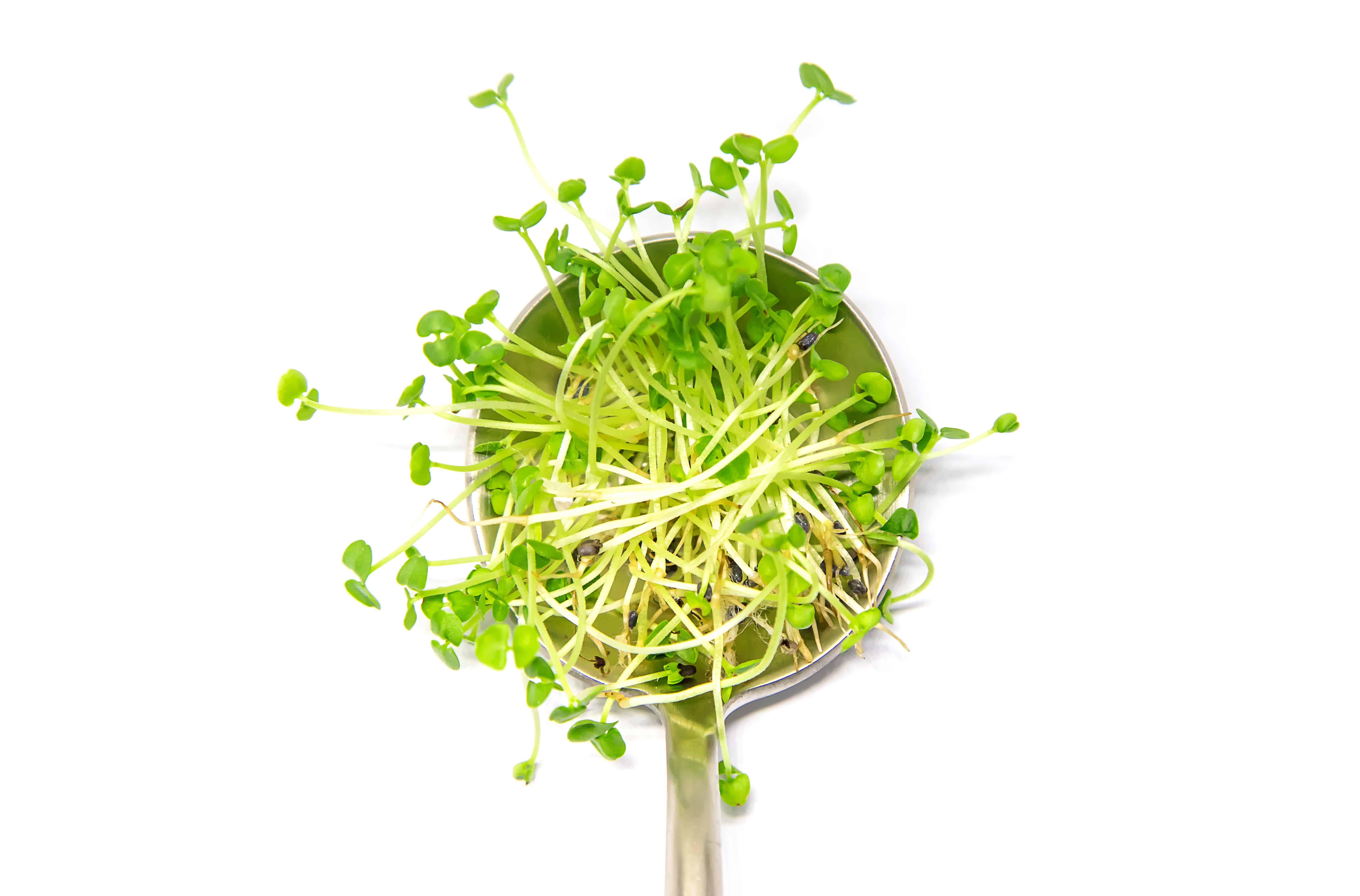 What Exactly Are Microgreens? (& Why Grow Them) - Grow Hot Peppers