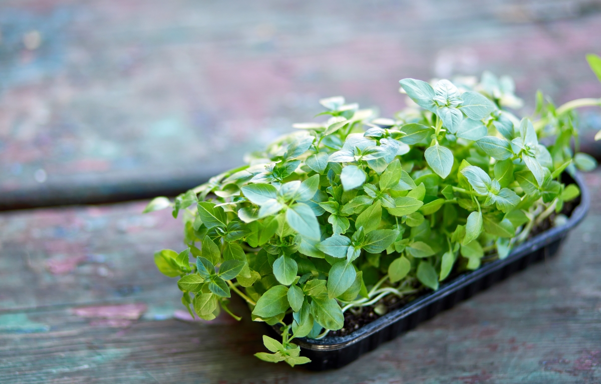 How To Grow Microgreens At Home For Black Thumbs - Grow Hot Peppers