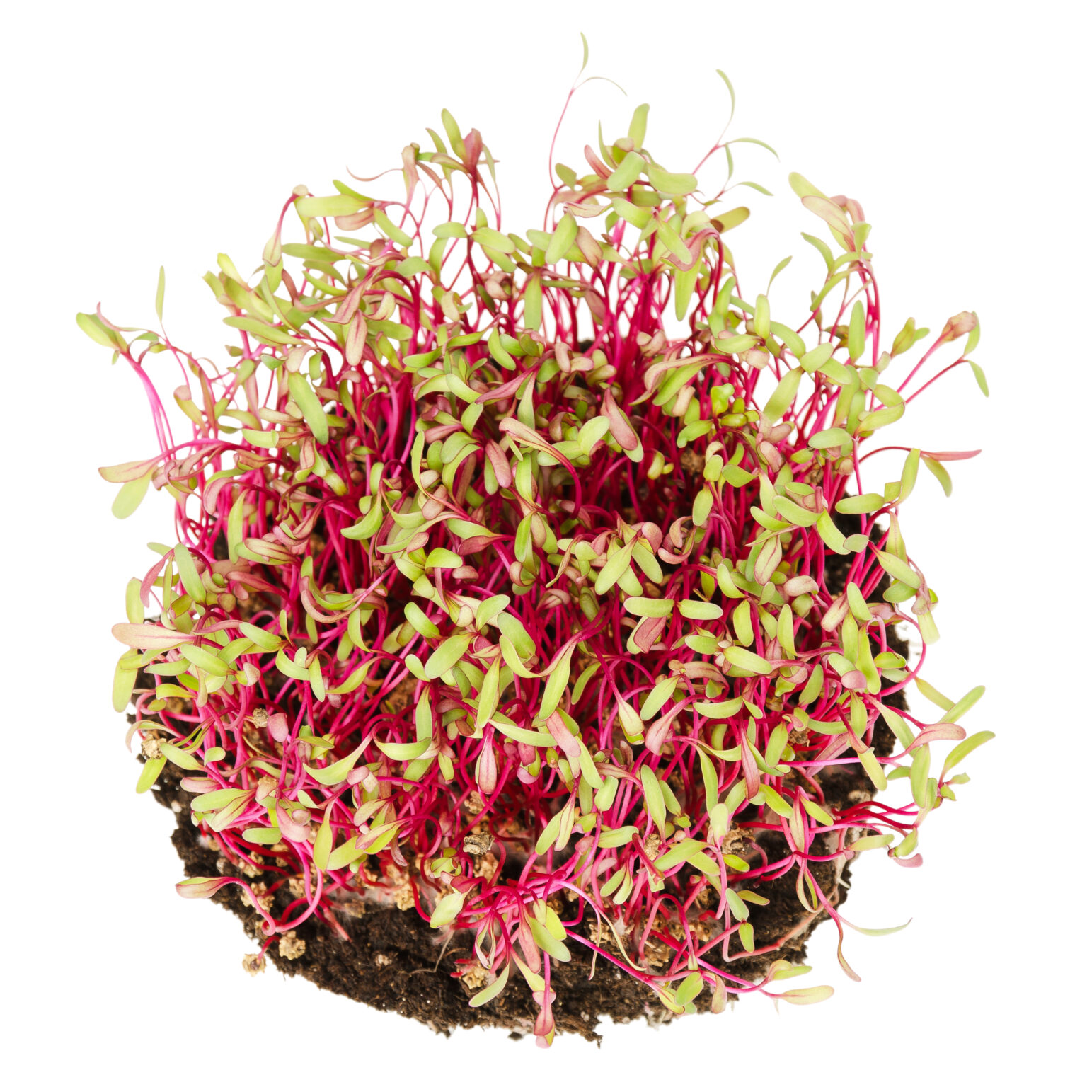 What Exactly Are Microgreens? (& Why Grow Them) - Grow Hot Peppers