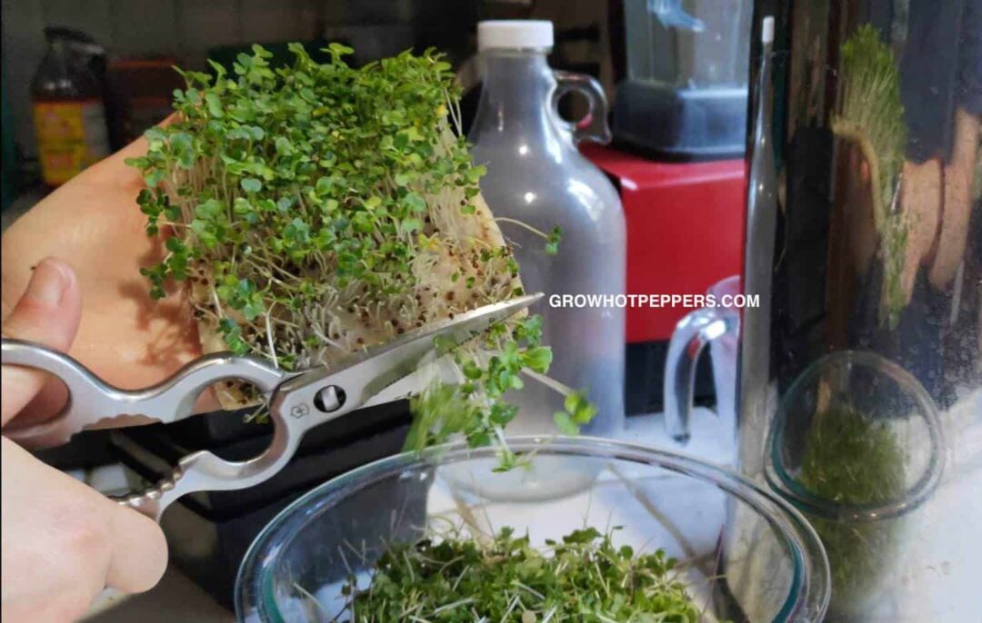 Can You Grow Microgreens Without Soil? - Grow Hot Peppers