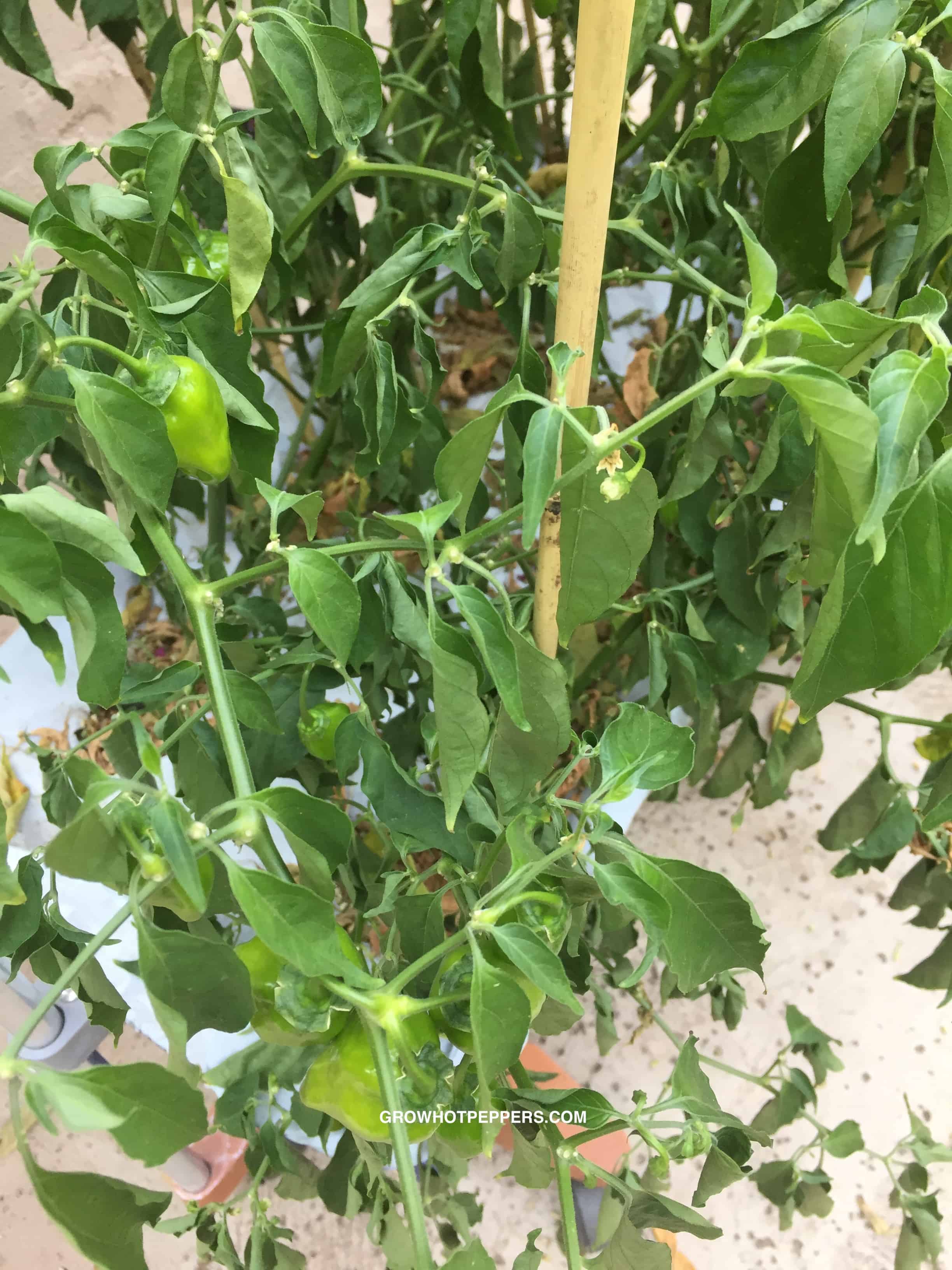 Transplanting Pepper Plants Into Pots (Indoors & Out) - Grow Hot Peppers