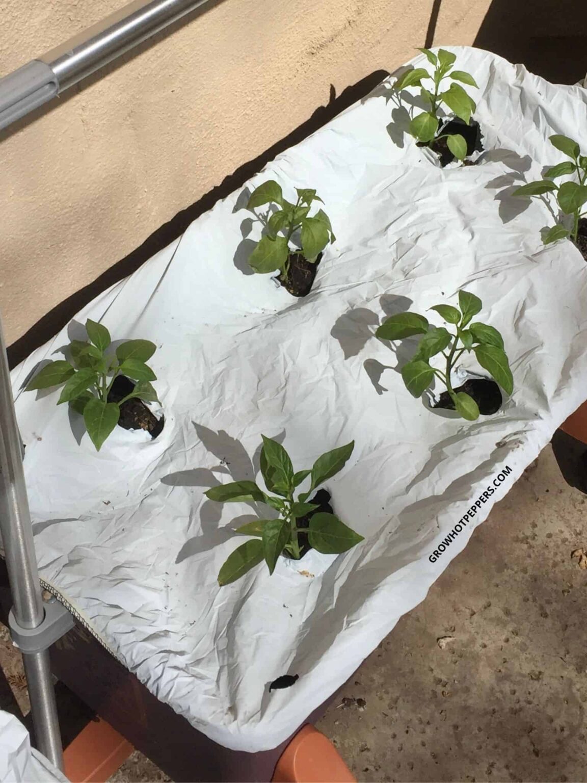 Transplanting Pepper Plants Into Pots (Indoors & Out) - Grow Hot Peppers