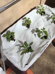 Transplanting Pepper Plants Into Pots (Indoors & Out) - Grow Hot Peppers
