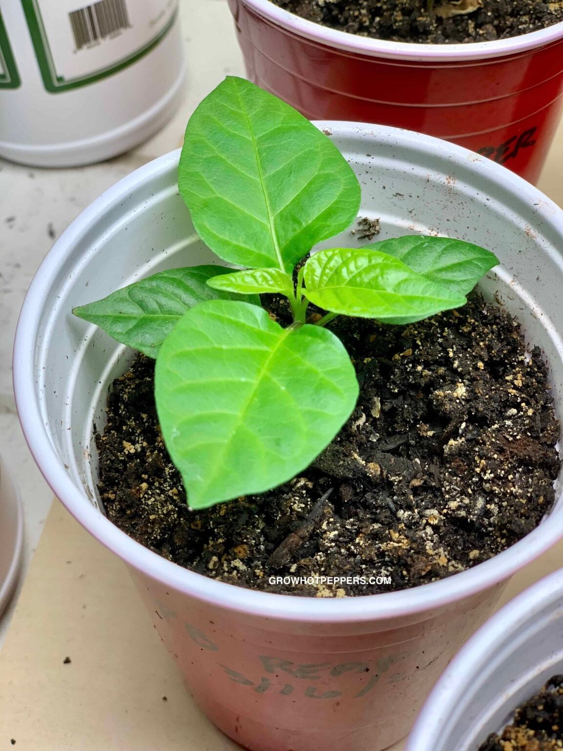 Transplanting Pepper Plants Into Pots (Indoors & Out) - Grow Hot Peppers