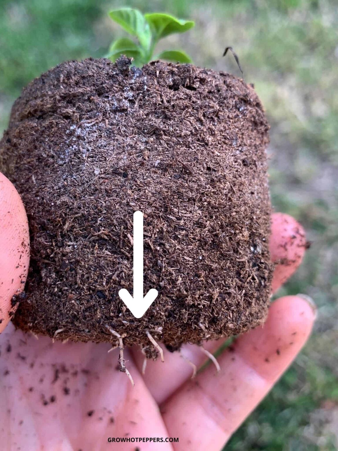 Transplanting Pepper Plants Into Pots (Indoors & Out) - Grow Hot Peppers