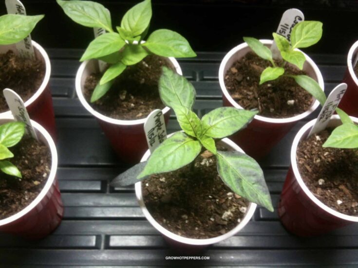 Transplanting Pepper Plants Into Pots (Indoors & Out) - Grow Hot Peppers