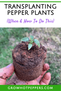 Transplanting Pepper Plants Into Pots (Indoors & Out) - Grow Hot Peppers