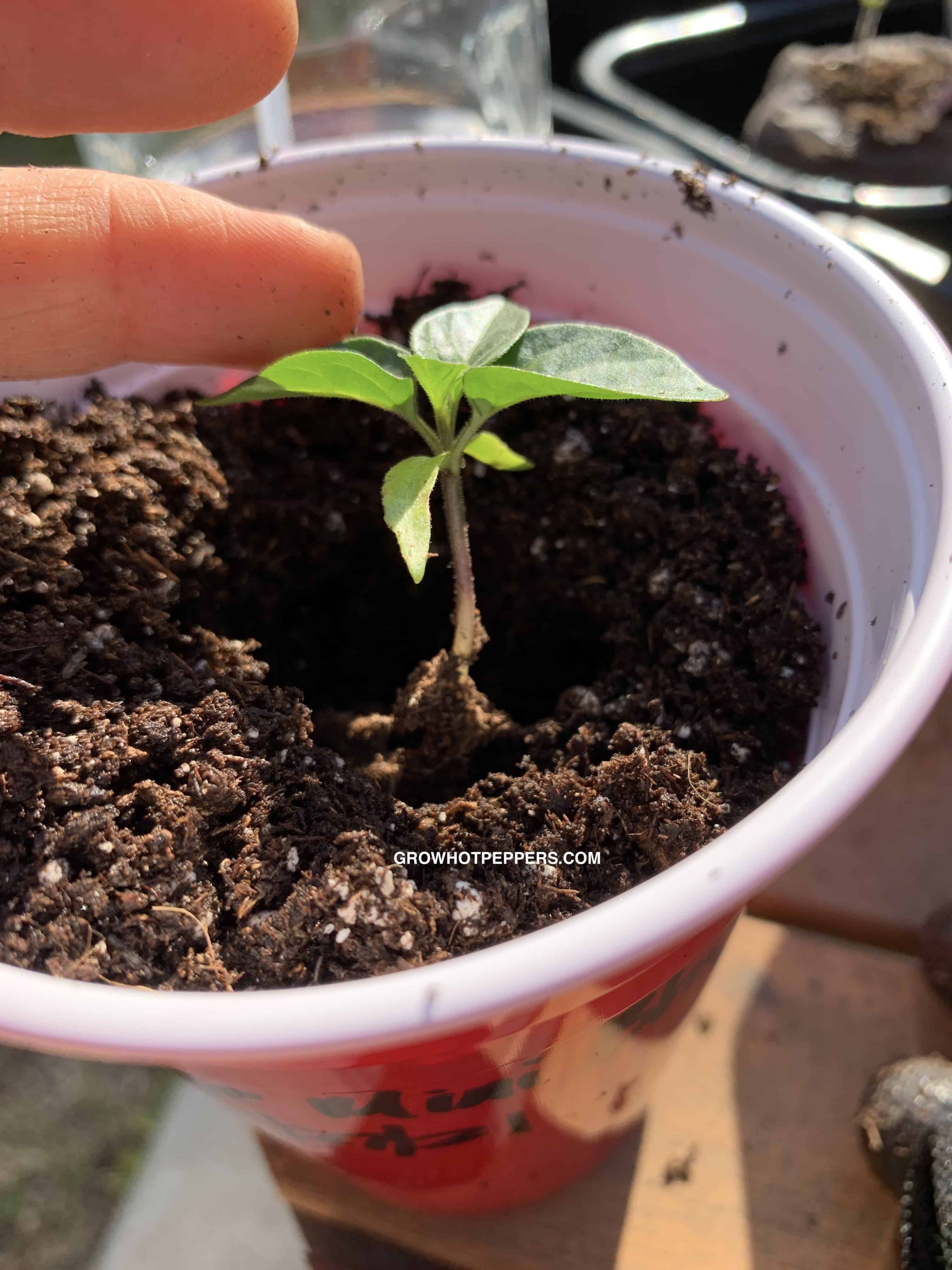 Transplanting Pepper Plants Into Pots (Indoors & Out) - Grow Hot Peppers