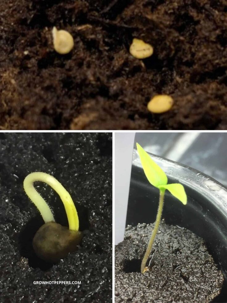 How To Care For Pepper Seedlings After Seeds Sprout - Grow Hot Peppers