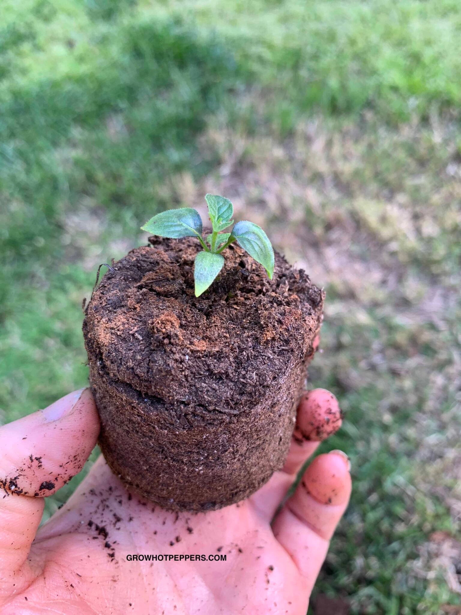 Transplanting Pepper Plants Into Pots (Indoors & Out) - Grow Hot Peppers