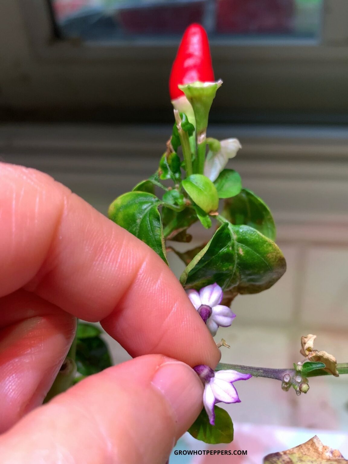 Pinching Pepper Plant Flowers [Why & How] - Grow Hot Peppers