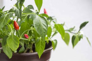 Growing Peppers From Seed To Harvest - Grow Hot Peppers