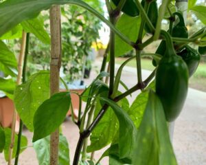 Growing Peppers From Seed To Harvest - Grow Hot Peppers