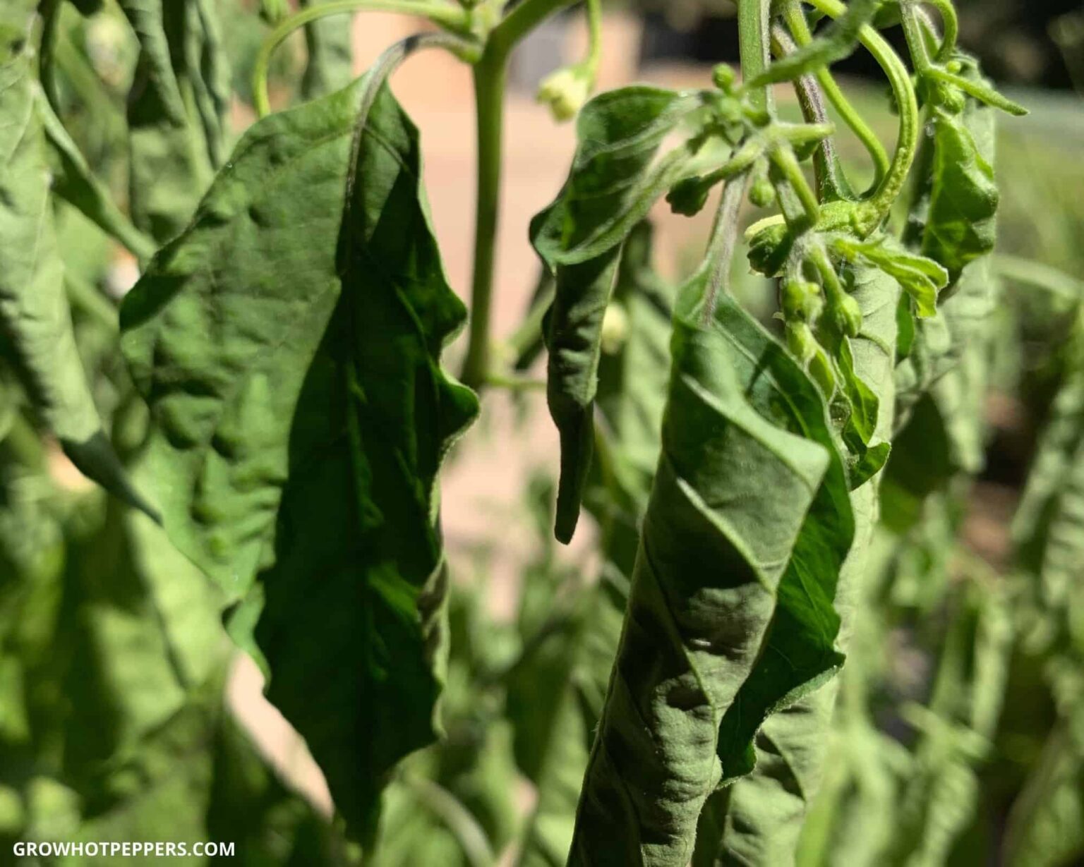 Growing Peppers From Seed To Harvest - Grow Hot Peppers