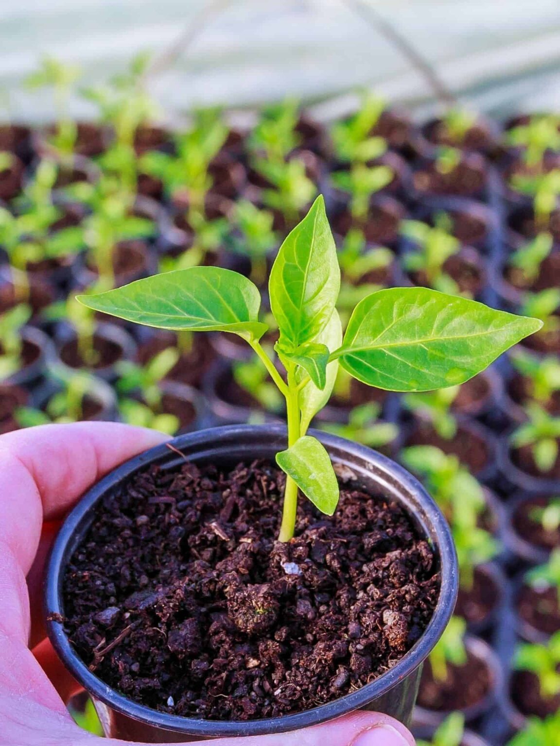 Growing Peppers From Seed To Harvest - Grow Hot Peppers
