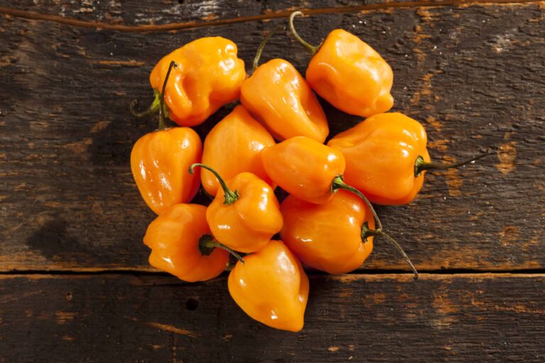 When To Pick Peppers (& How) + Best Tips For 12 Different Varieties ...
