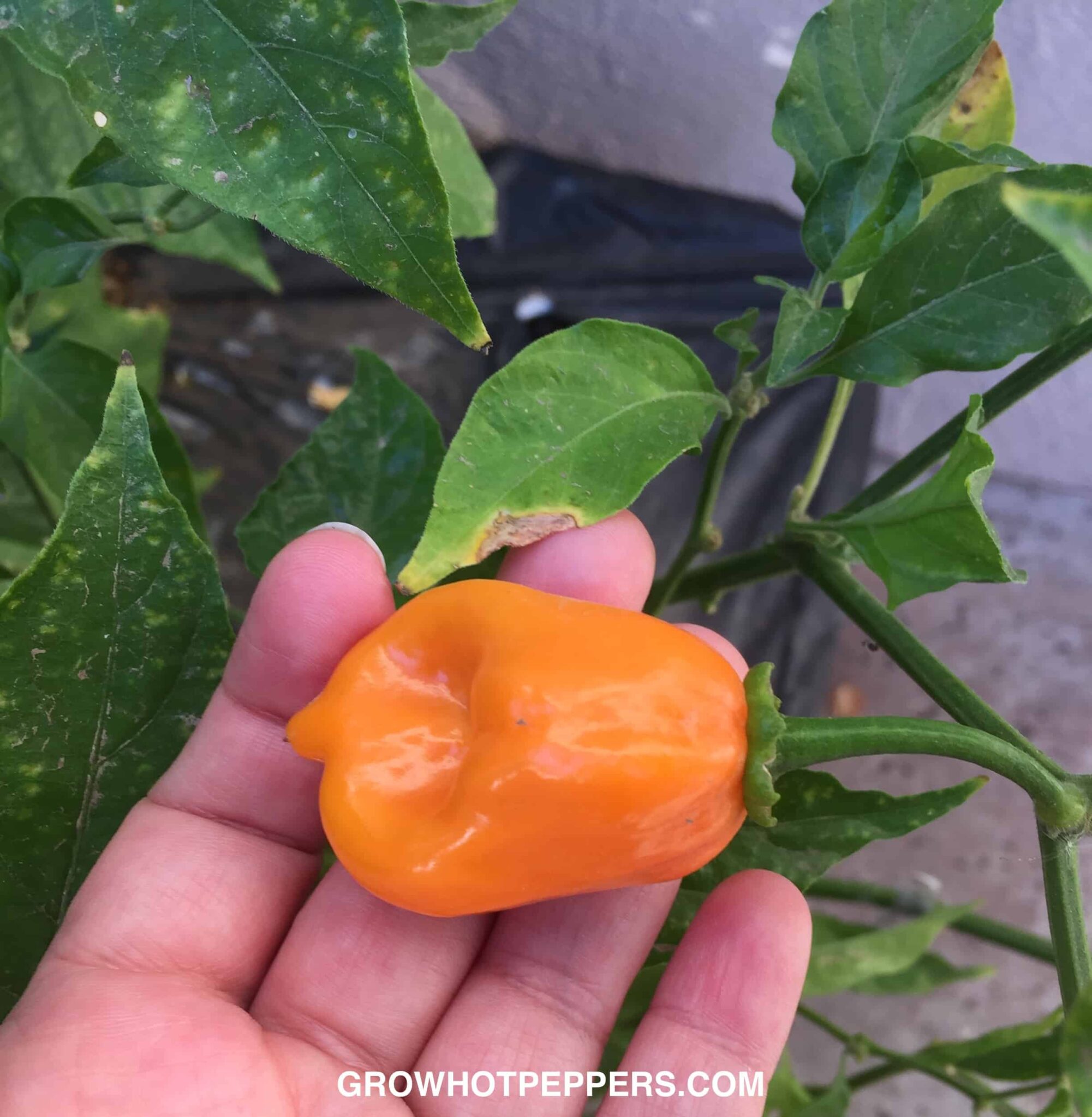 When To Pick Peppers (& How) + 2 Ways To Store Chillies - Grow Hot Peppers