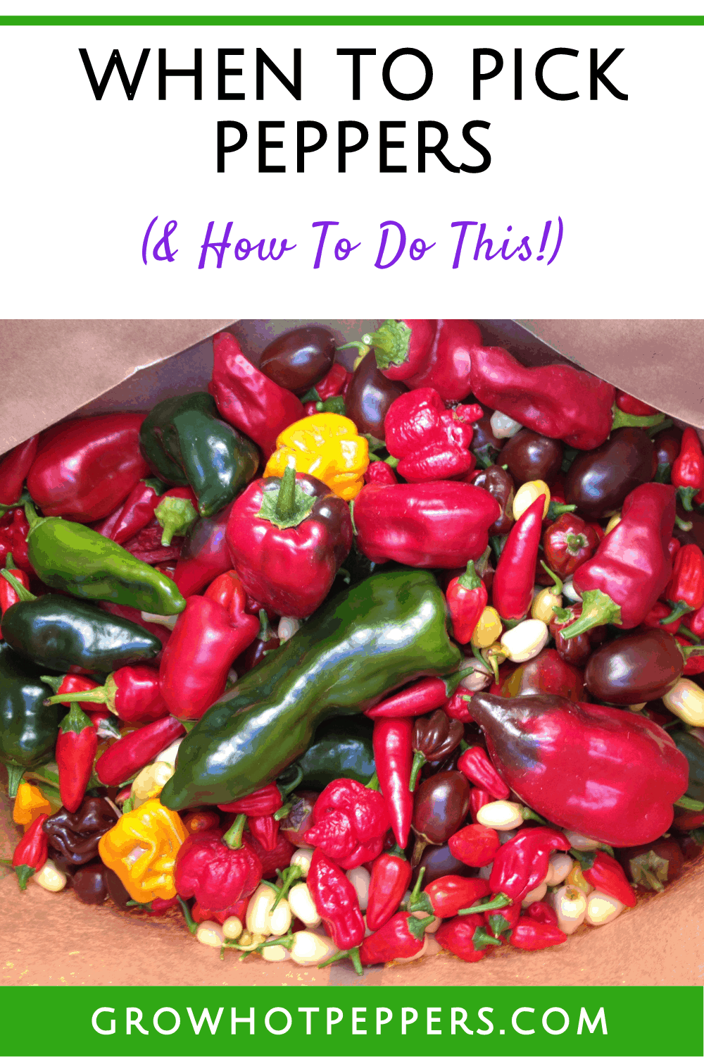 When To Pick Peppers How 2 Ways To Store Chillies Grow Hot Peppers when-to-pick-peppers-how-2-ways-to-store-chillies-grow-hot-peppers