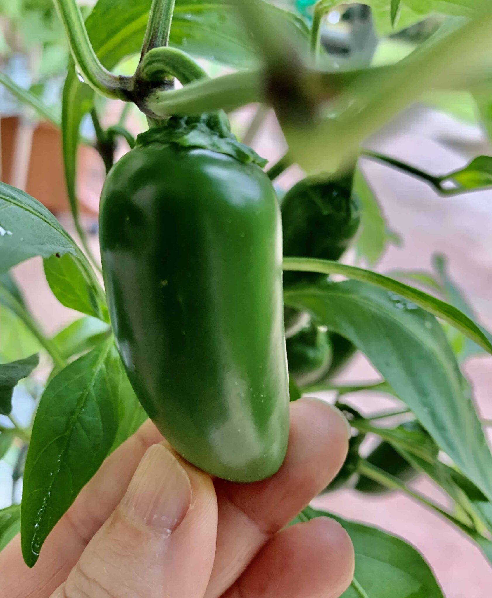 When To Pick Jalapenos: Here's When They're Ready - Grow Hot Peppers