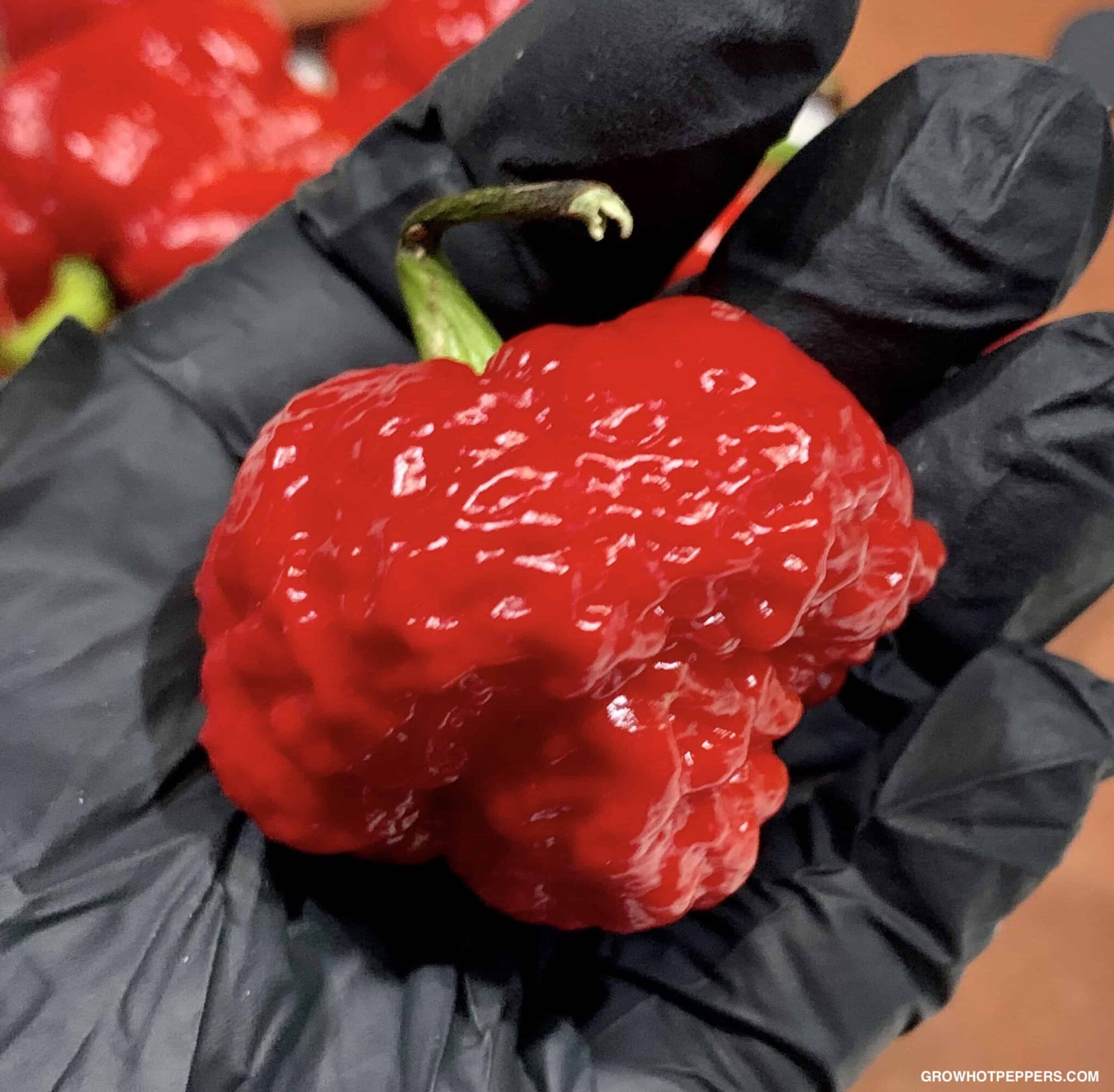 Top 10 Hottest Peppers List (2026) Ranked By Scoville - Grow Hot Peppers