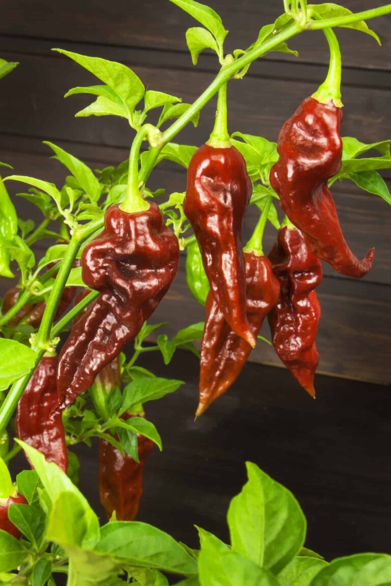Ghost Pepper Plant Scoville, Colors And [Updated] Grow Guide