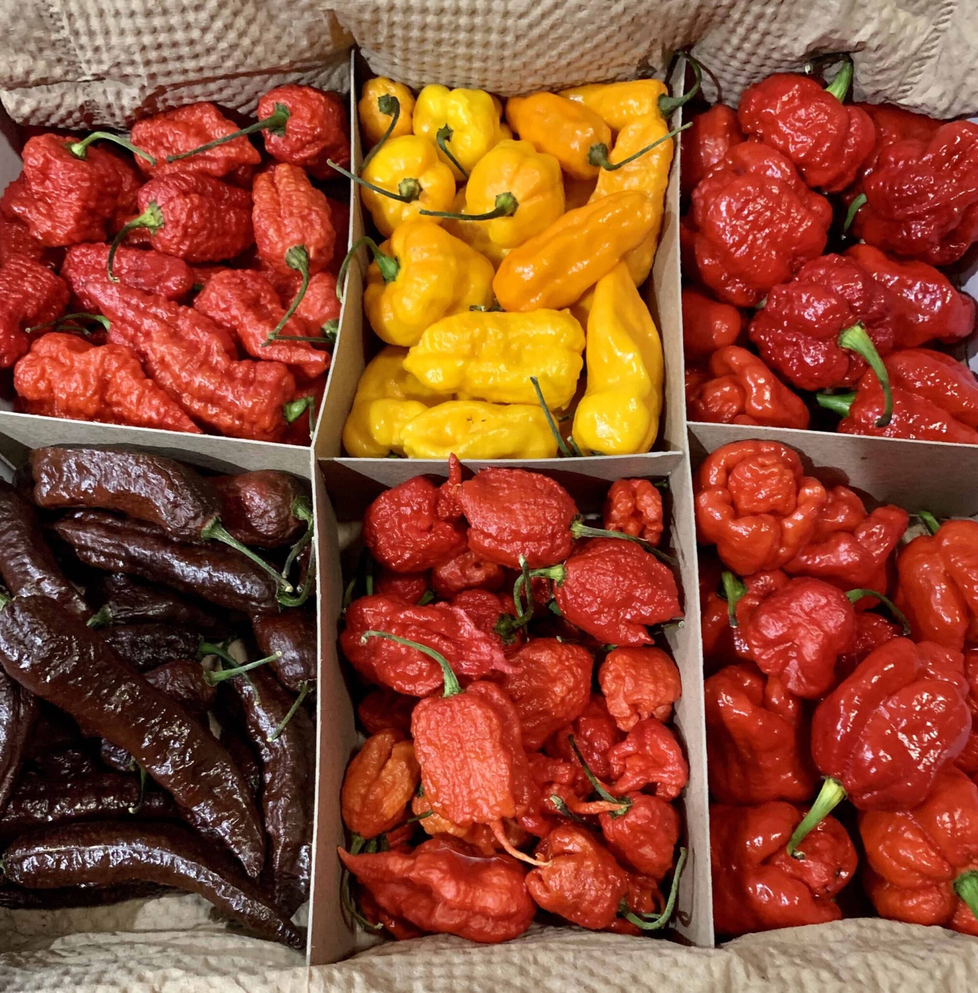 Top 10 Hottest Peppers List (2023) Ranked By Scoville - Grow Hot Peppers