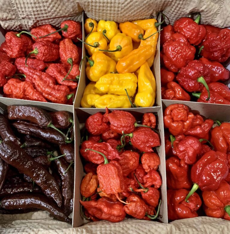 Top 10 Hottest Peppers List (2023) Ranked By Scoville - Grow Hot Peppers