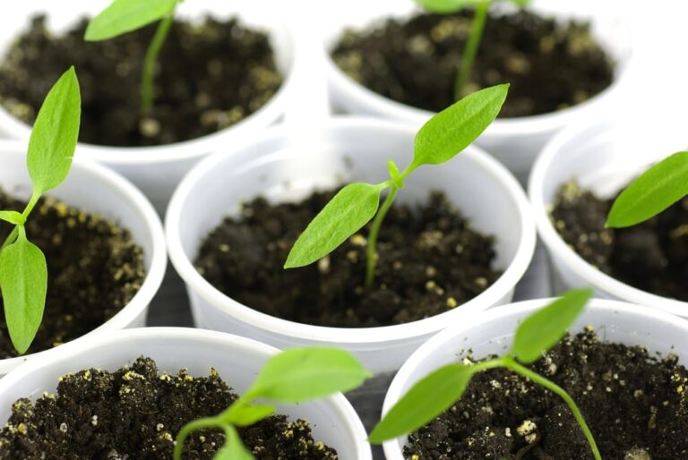 Fertilizer For Pepper Plants Guide [2024] - Grow Hot Peppers
