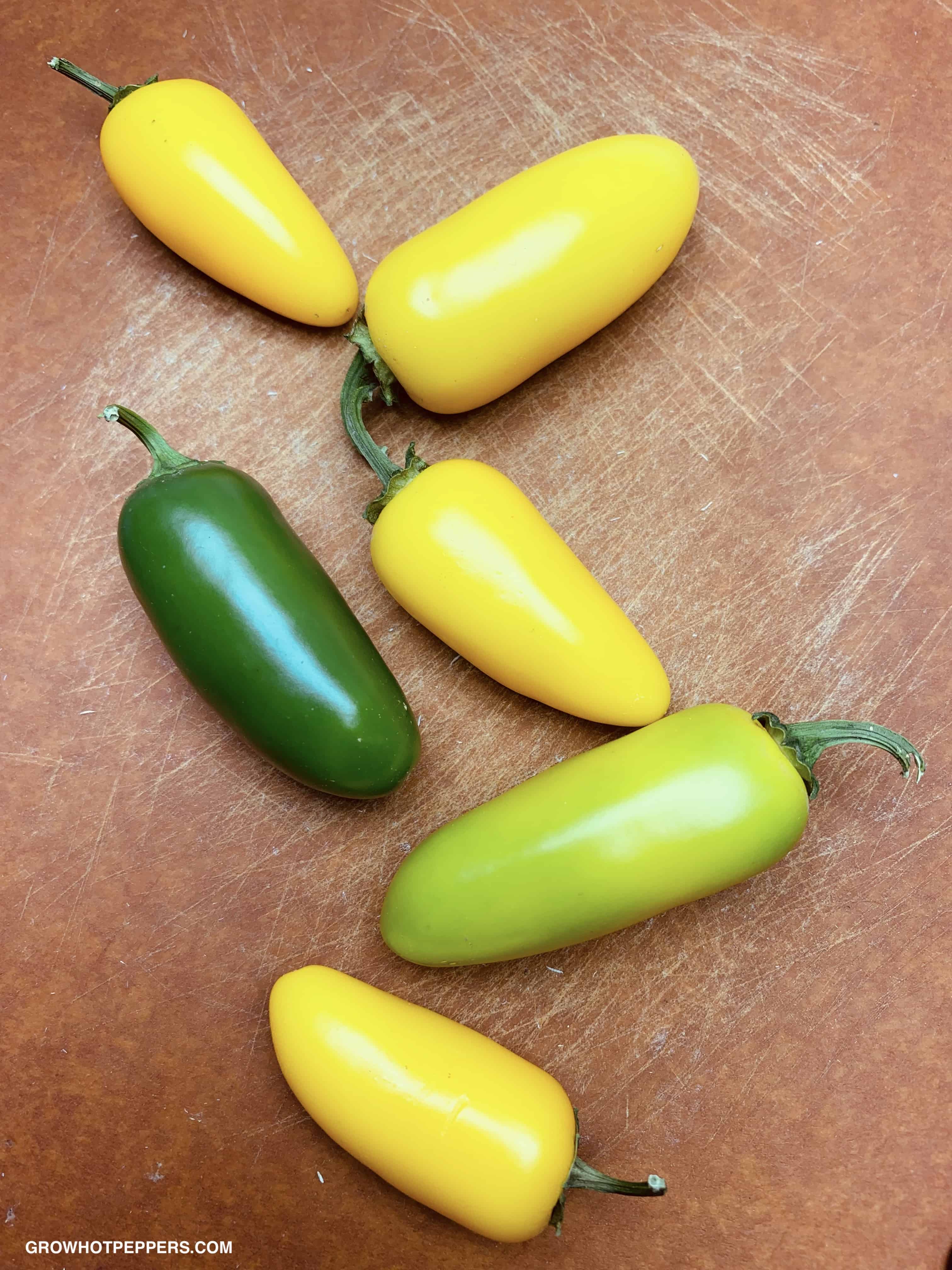 Jalapeno Pepper Varieties: Which One Will You Grow? | Grow Hot Peppers
