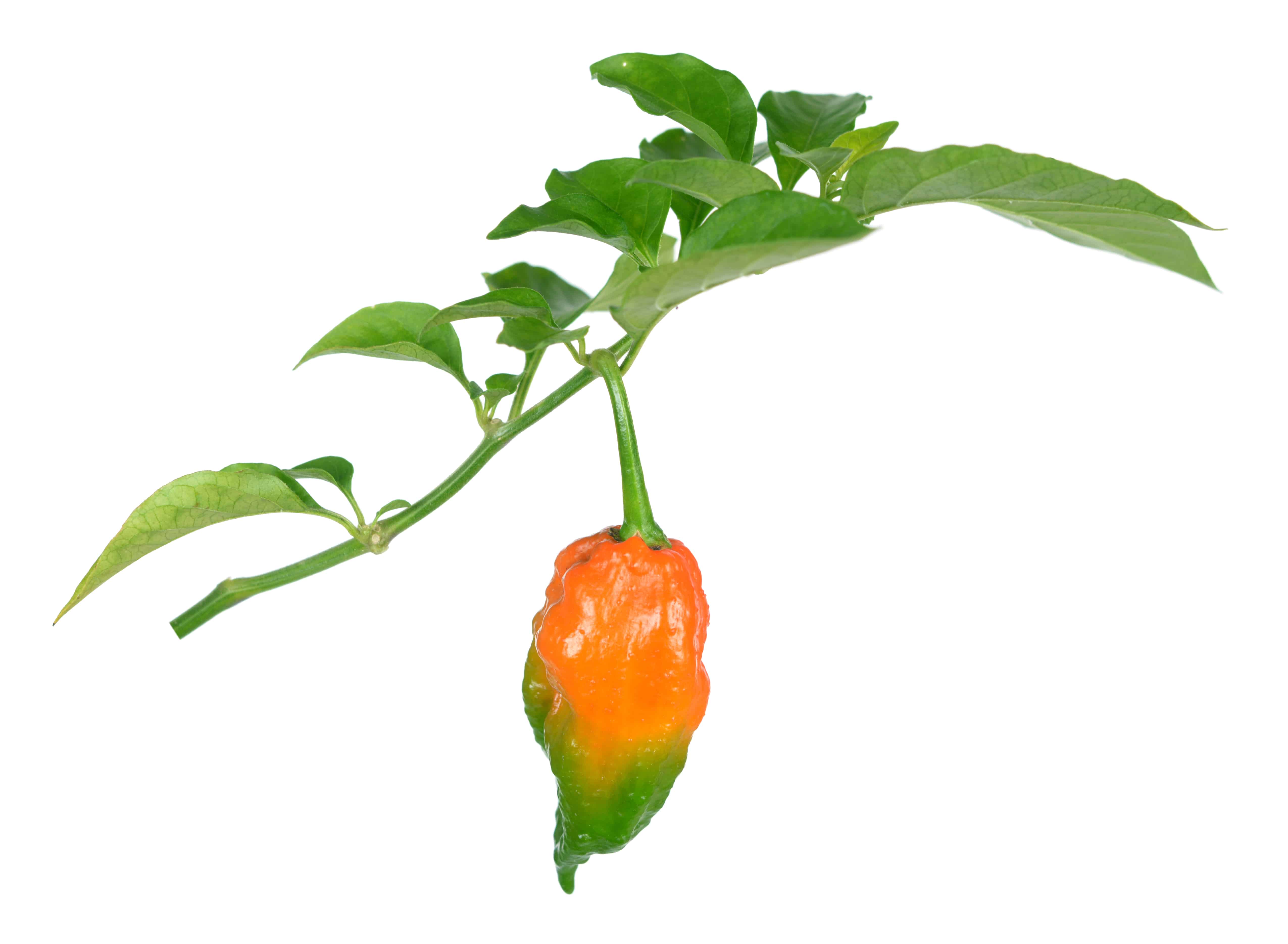 Ghost Pepper Plant Scoville, Colors And [Updated] Grow Guide