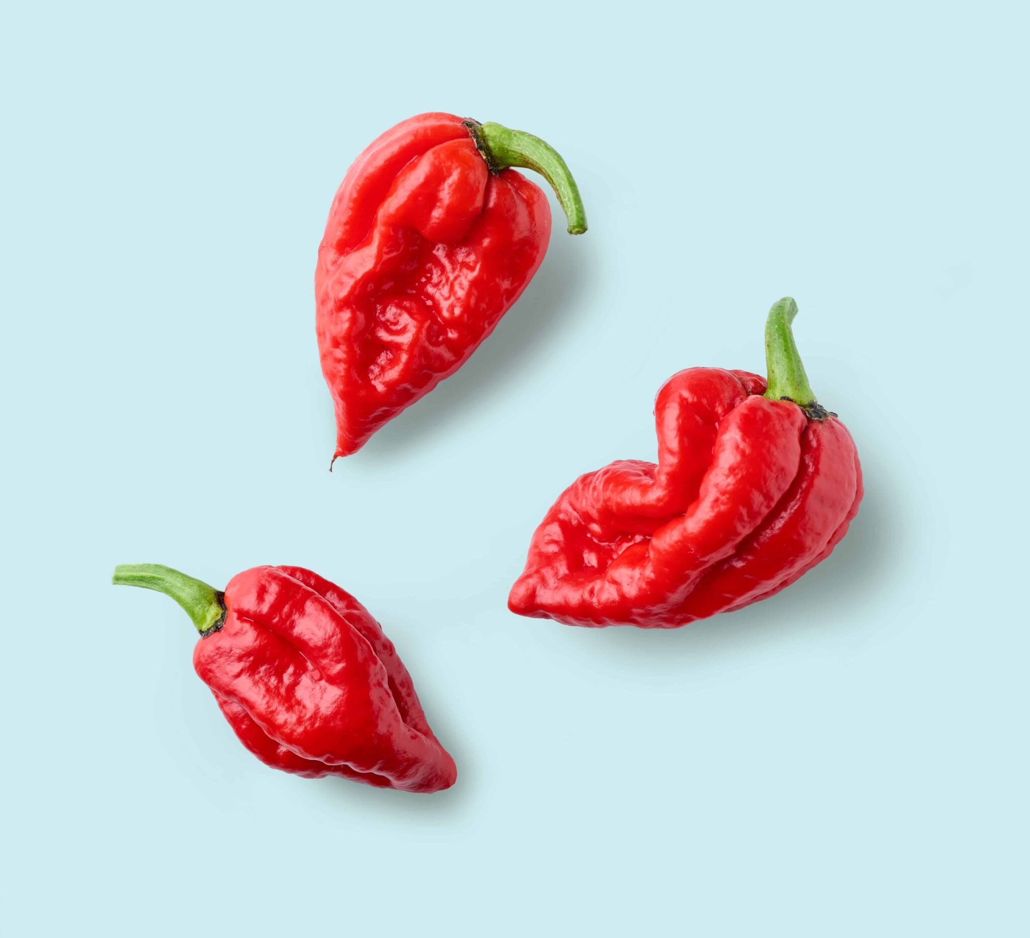 Ghost Pepper Plant Scoville, Colors And [Updated] Grow Guide