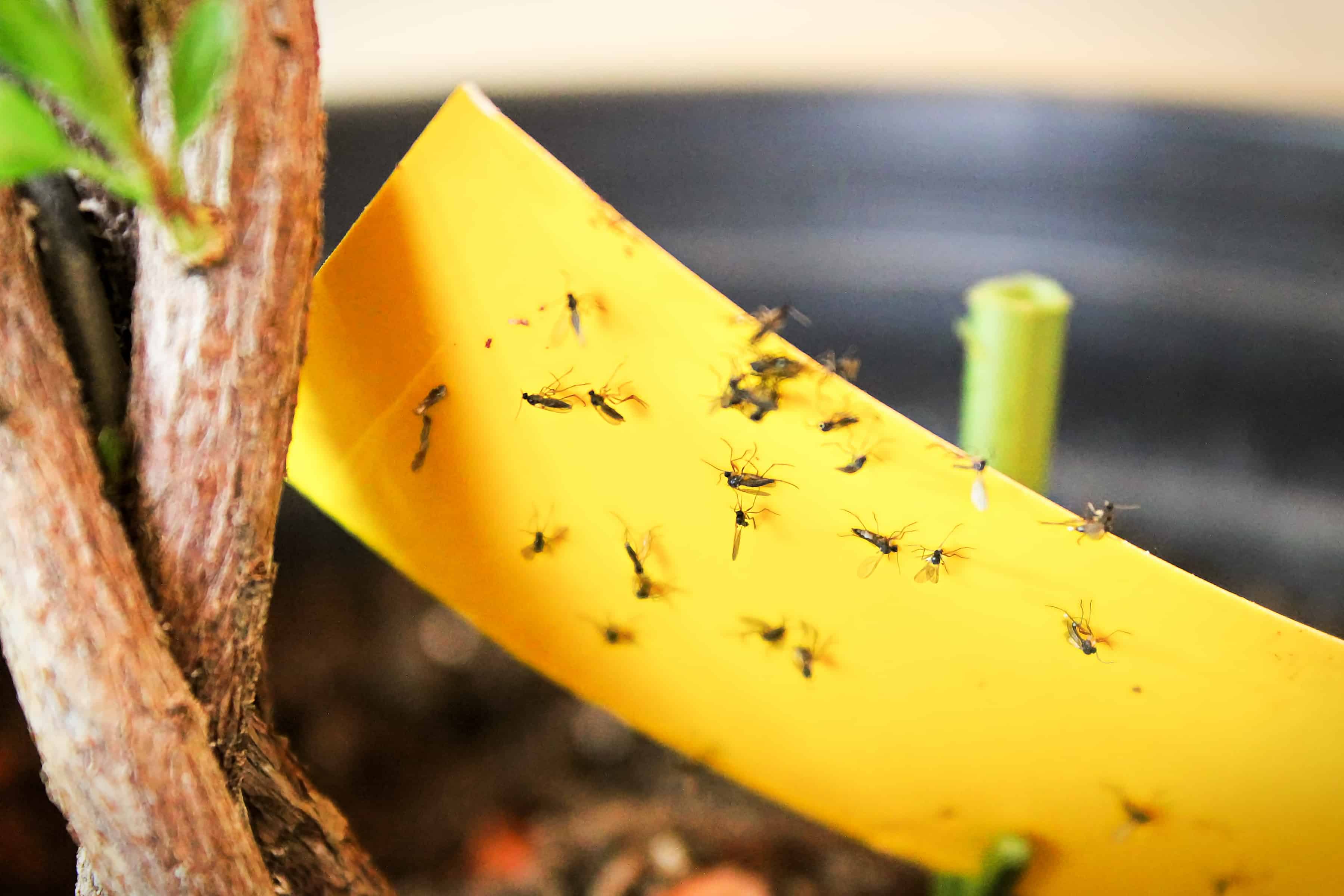 How To Get Rid Of Fungus Gnats In Plants (Indoors & Outside) | Grow Hot ...