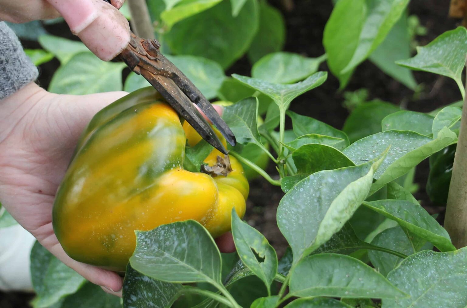 When To Pick Bell Peppers For Peak Ripeness - Grow Hot Peppers