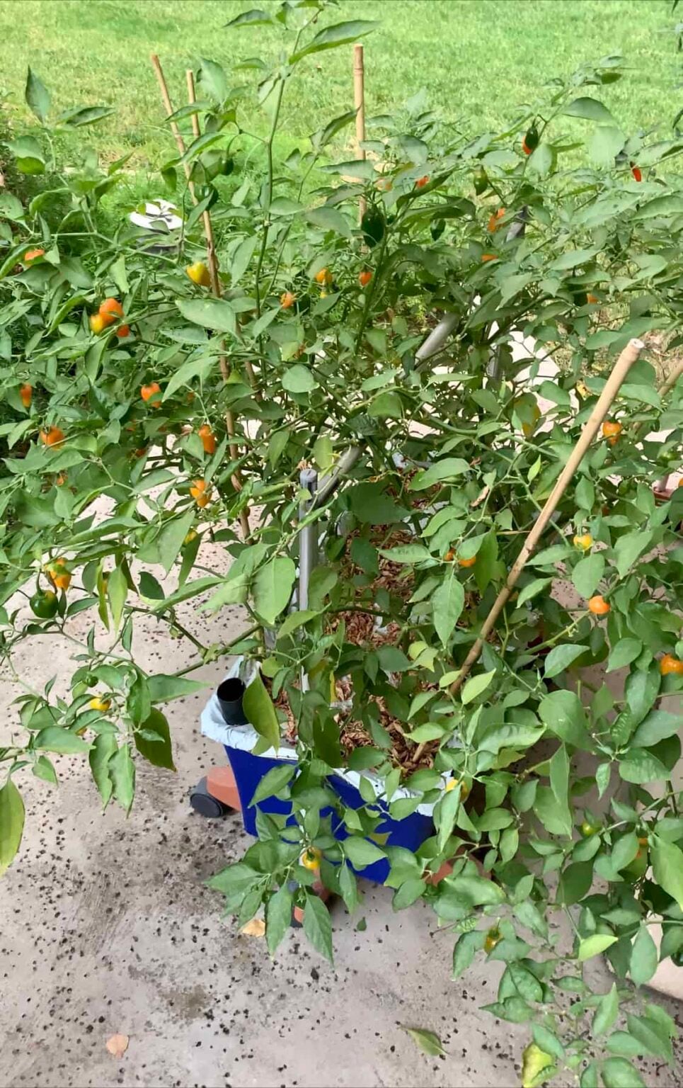 Overwintering Pepper Plants (2026): Save Plants For Next Year - Grow ...