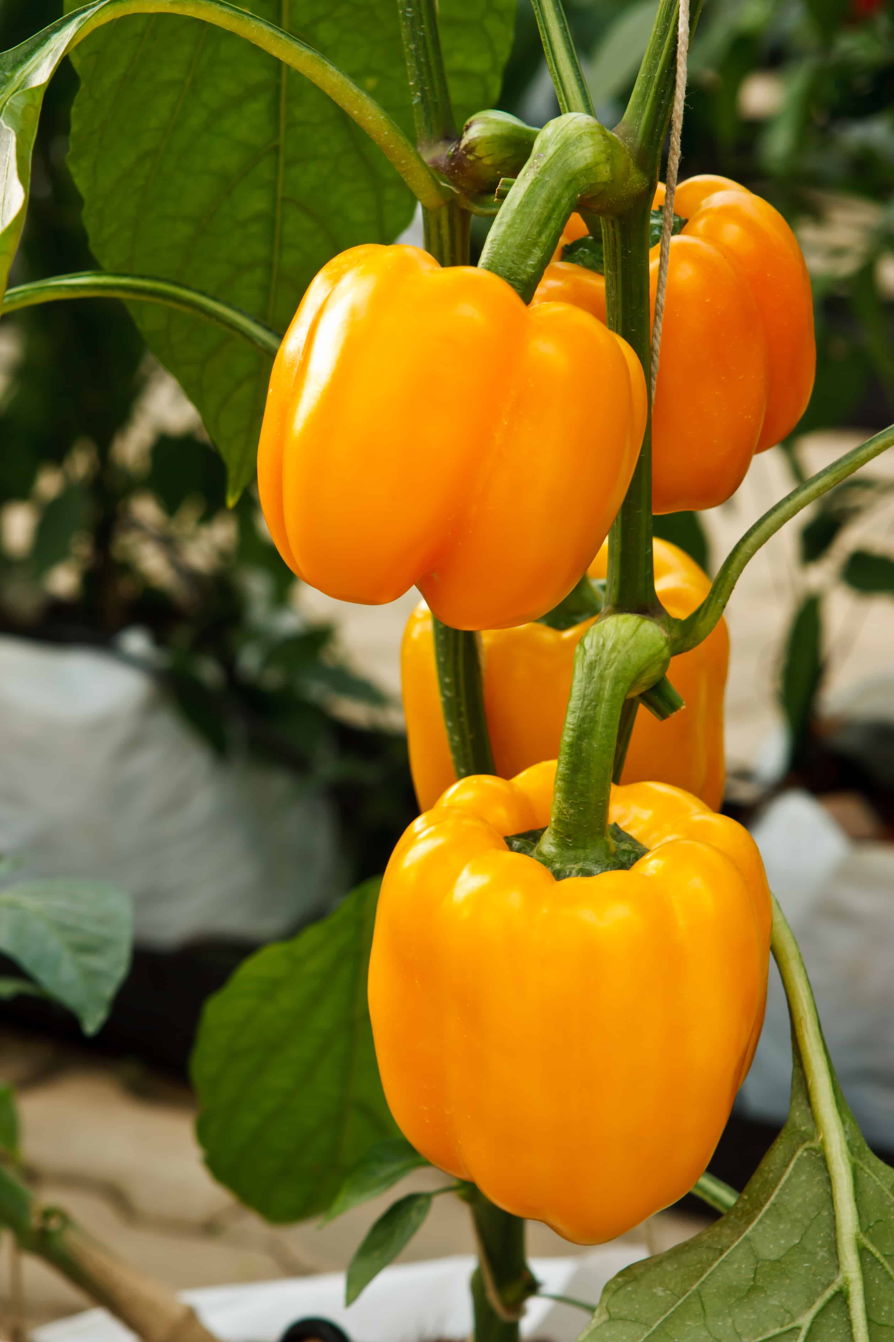 When To Pick Bell Peppers For Peak Ripeness - Grow Hot Peppers